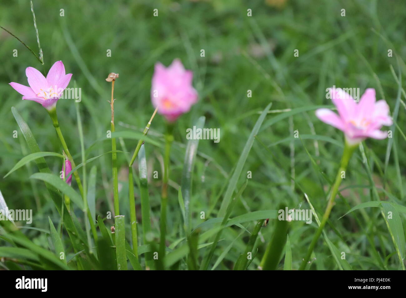 Grass and wild flowers isolated background.Grass Flowers and Grass ...
