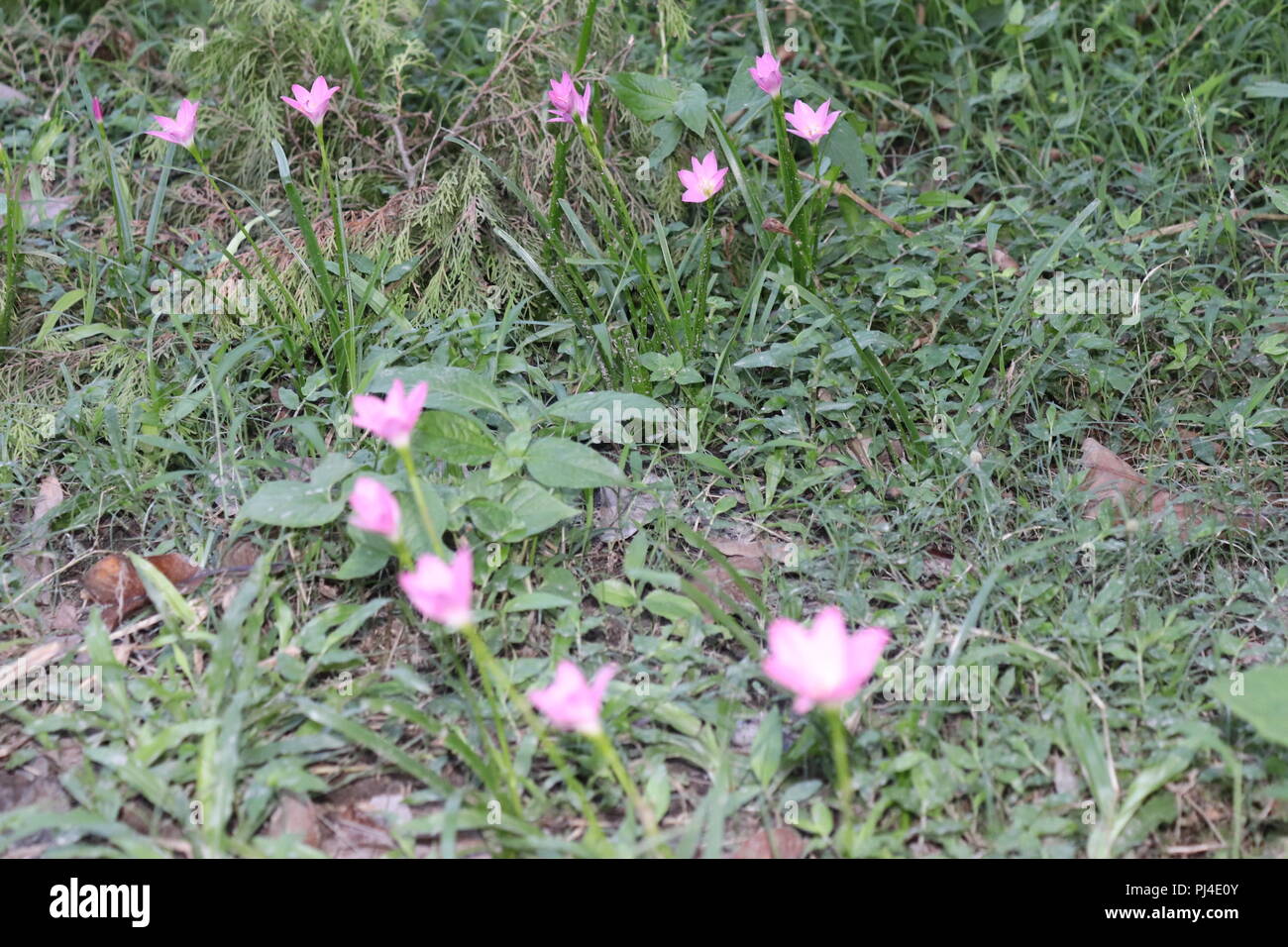Grass and wild flowers isolated background.Grass Flowers and Grass ...
