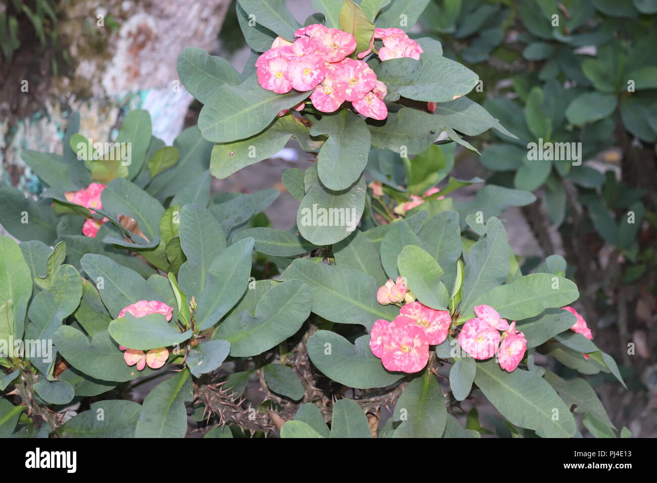 Dslr rose photographs hi-res stock photography and images - Alamy