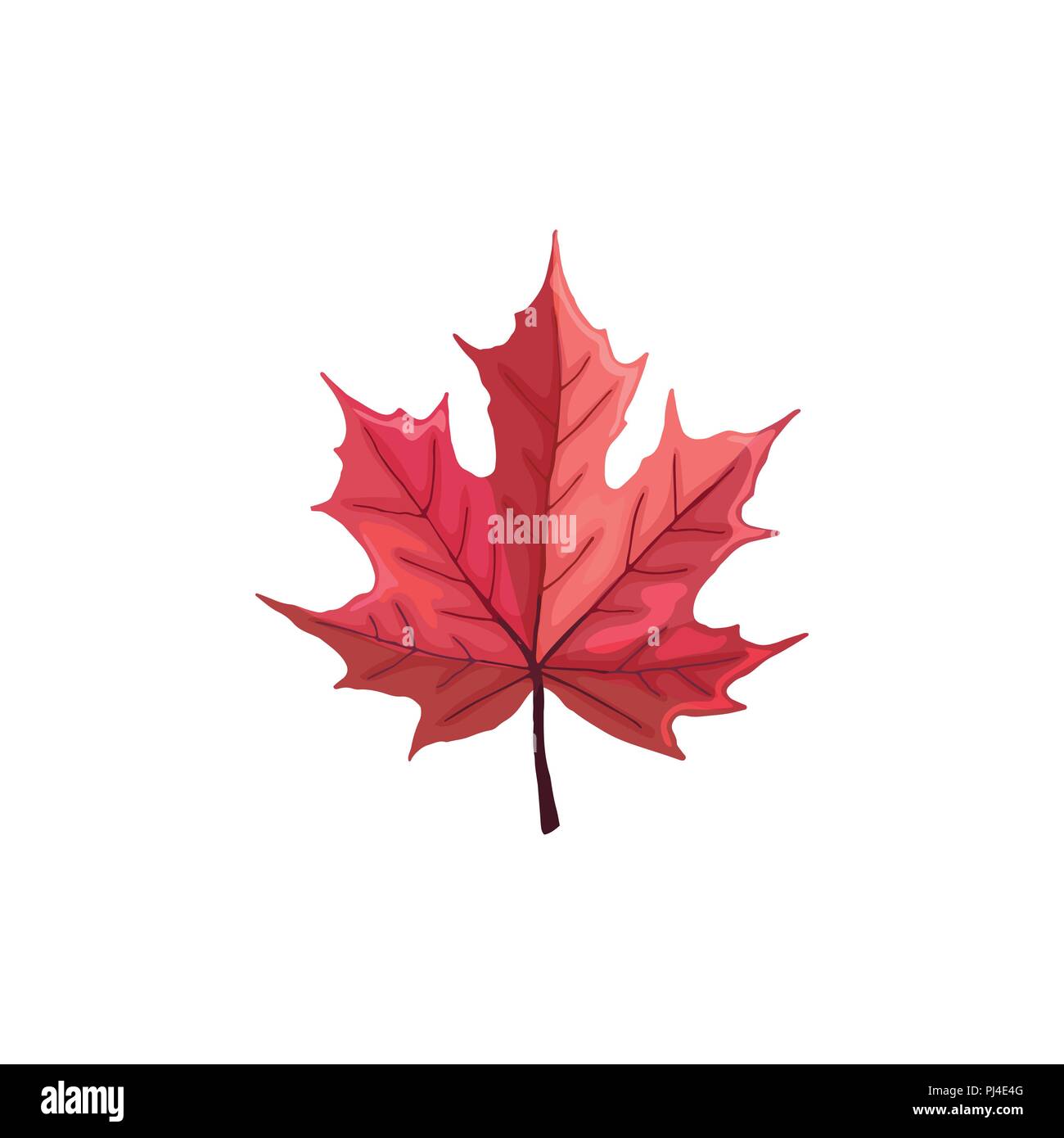 Hand drawn maple leaf. Colorful and bright maple leaf isolated on white ...