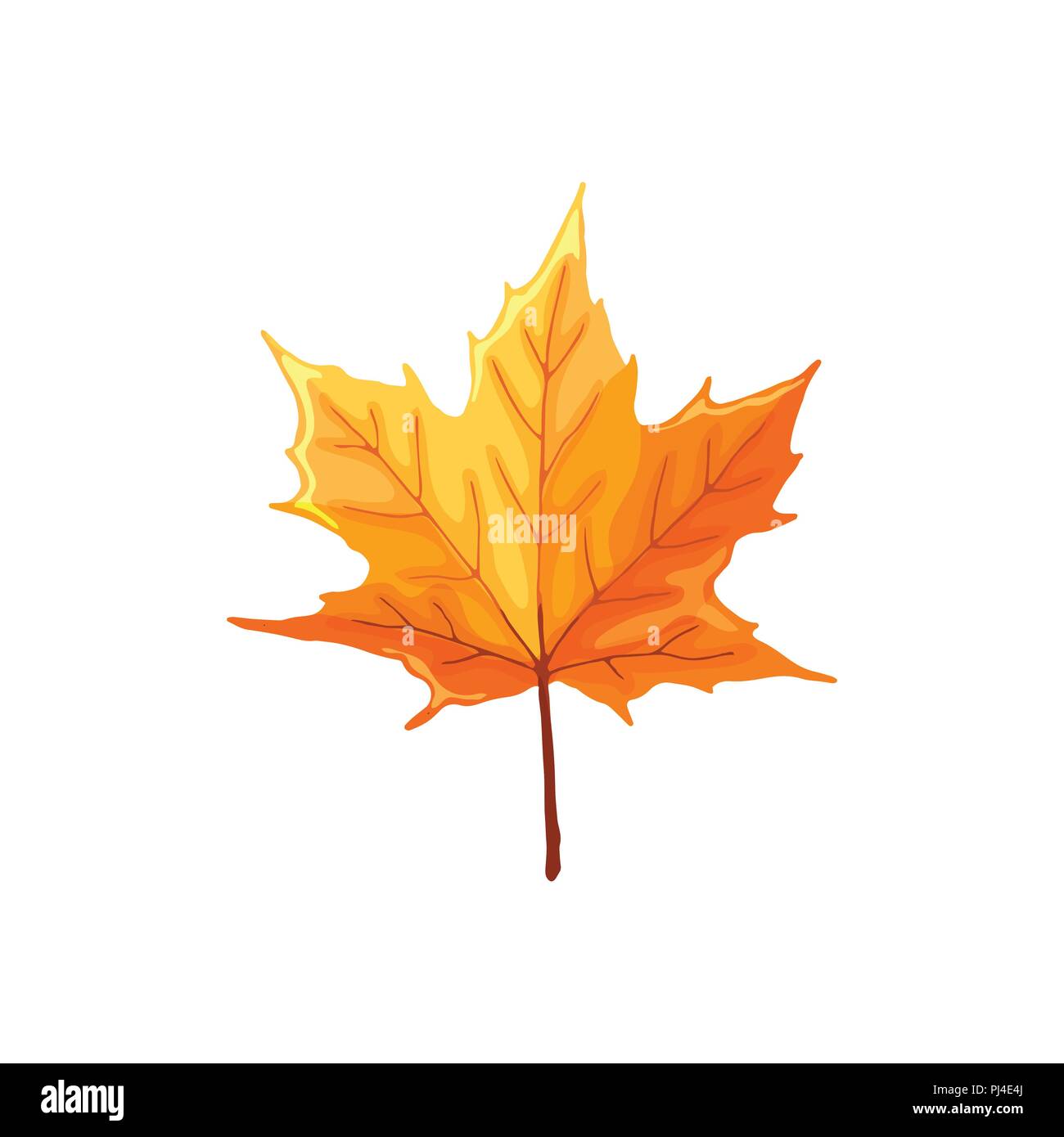 Hand drawn maple leaf. Colorful and bright maple leaf isolated on white ...