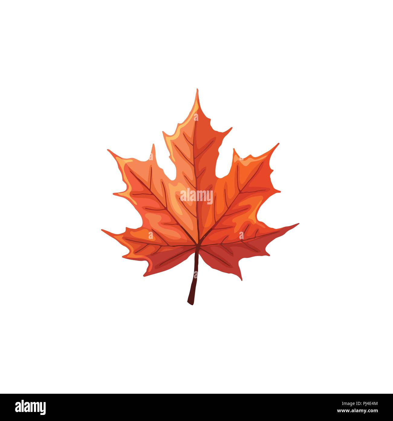 Hand drawn maple leaf. Colorful and bright maple leaf isolated on white ...