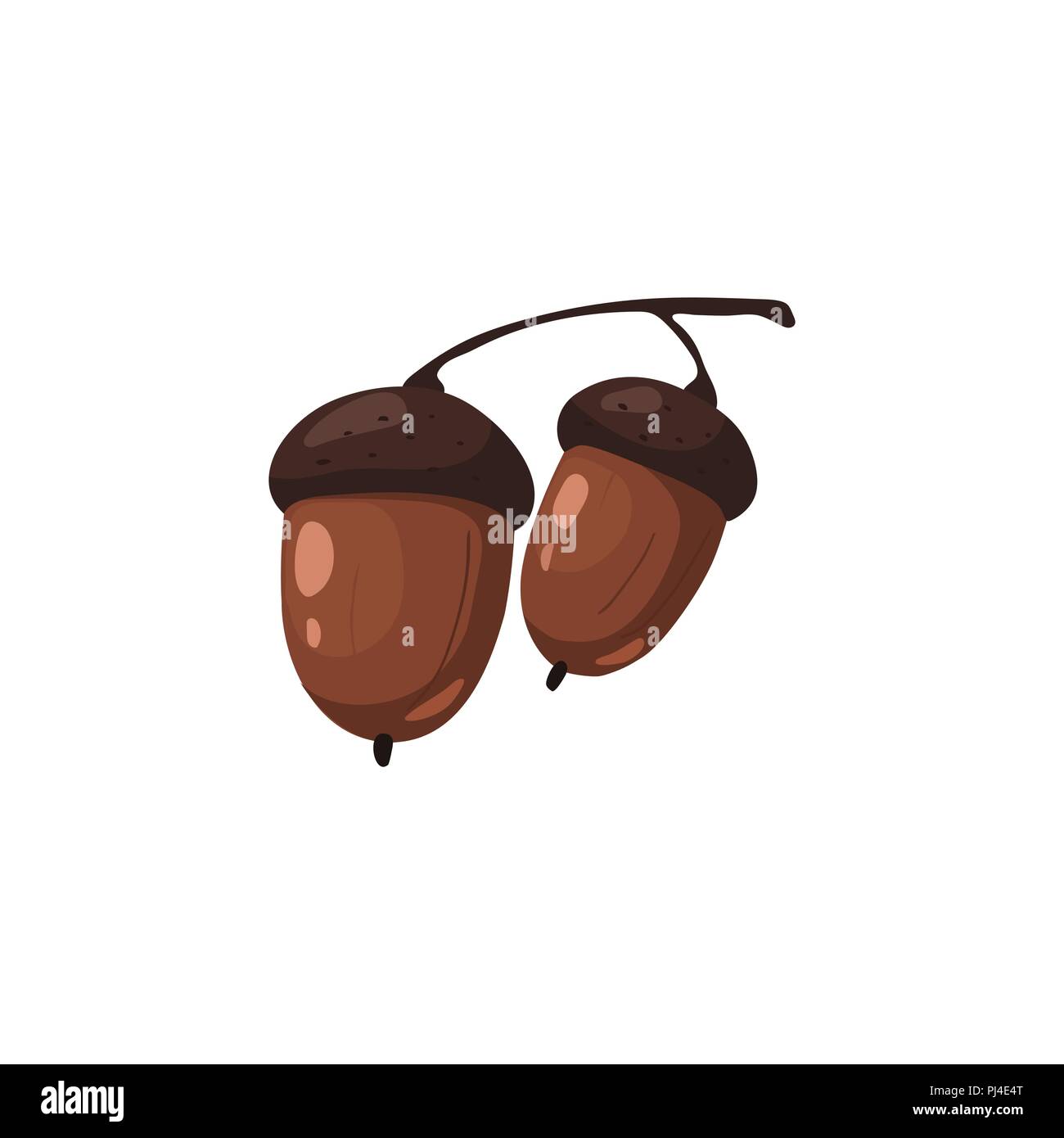 Acorn vector illustration. Acorn sketch isolated on white background Stock Vector Image & Art ...