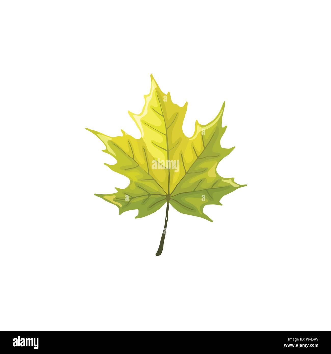 Hand drawn maple leaf. Colorful and bright maple leaf isolated on white ...