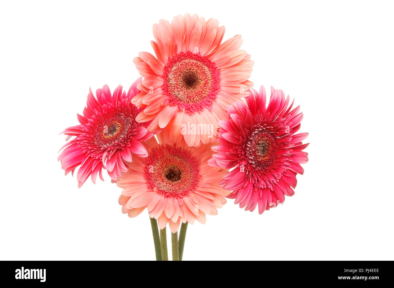 Four petal flowers Cut Out Stock Images & Pictures - Alamy