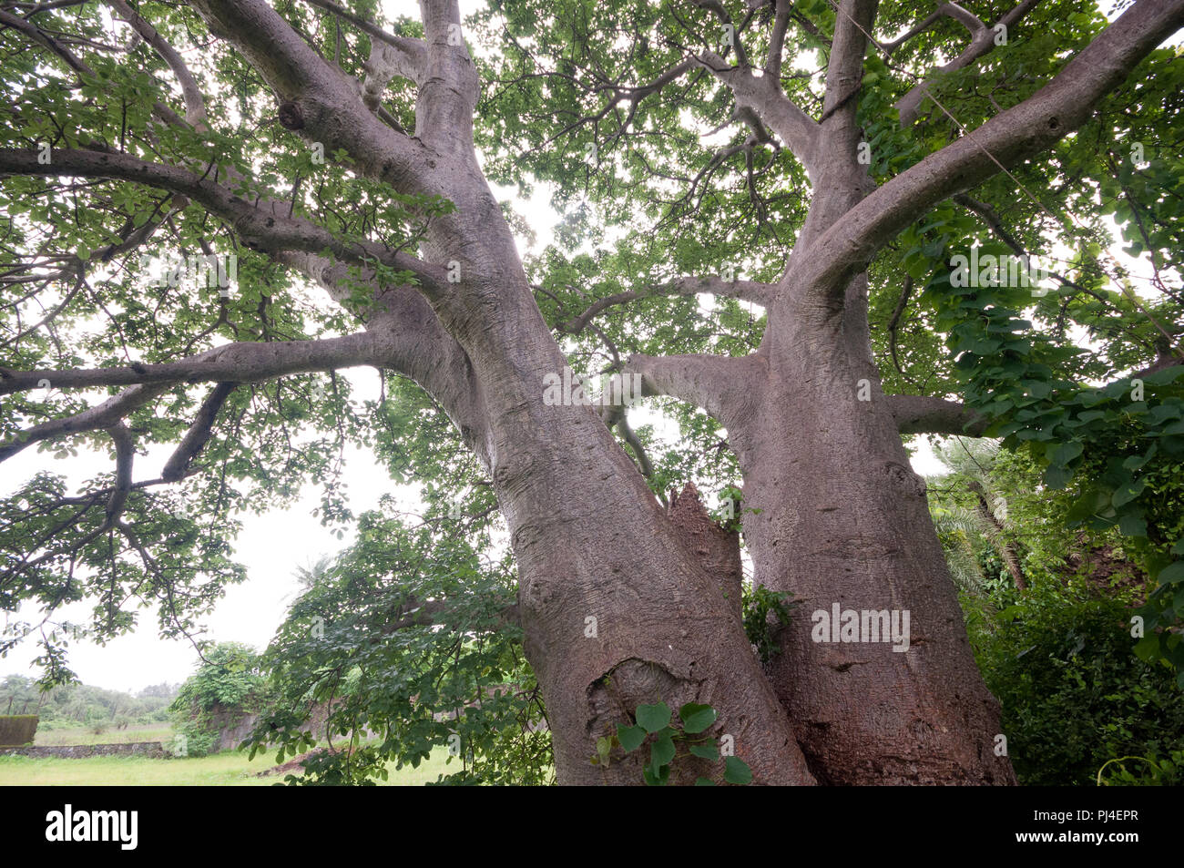 Boabab tree hi-res stock photography and images - Alamy