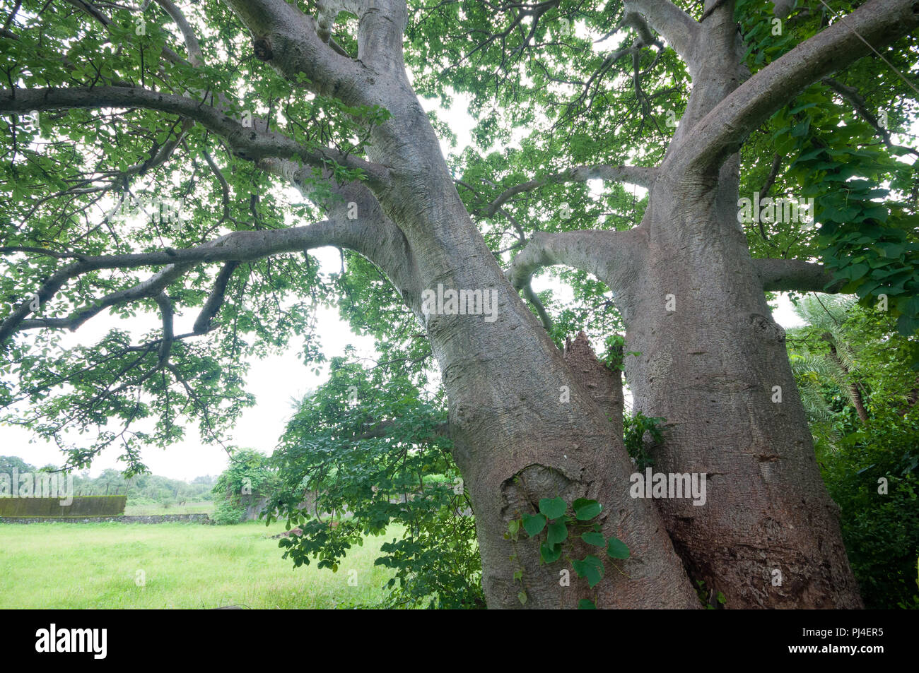 Giant Boabab tree shot with a wide angle lens near Vasai Fort, Mumbai ...