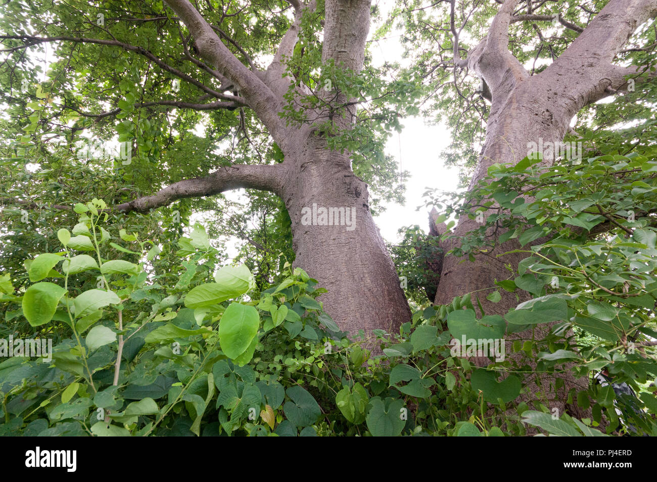 Giant Boabab tree shot with a wide angle lens from directly under the ...