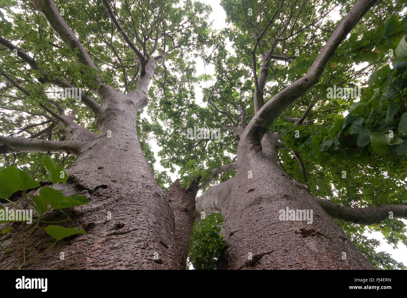 Spreading tree branches india hi-res stock photography and images - Alamy