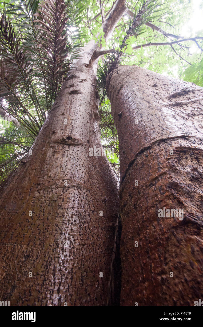 Very long lived tree hi-res stock photography and images - Alamy