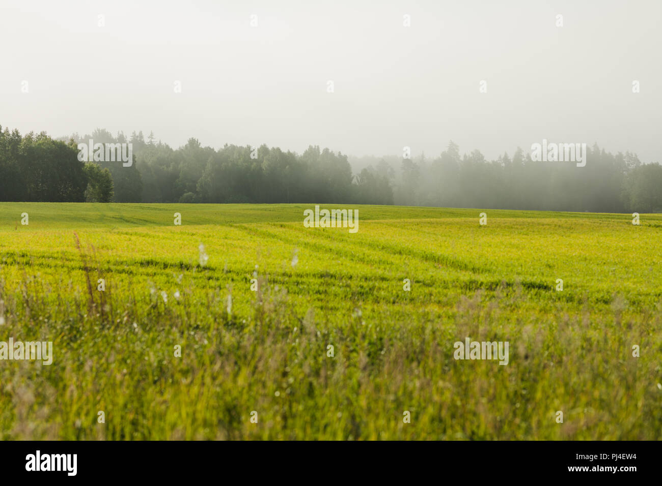 Wheat field distinct tractor hi-res stock photography and images - Alamy
