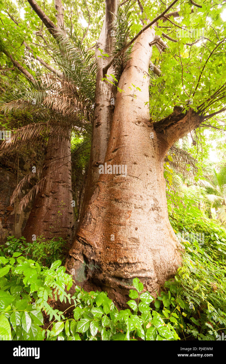 Massive giant tall trees hi-res stock photography and images - Alamy