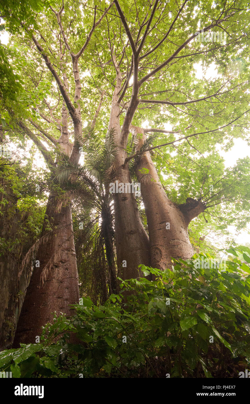 Massive giant tall trees hi-res stock photography and images - Alamy