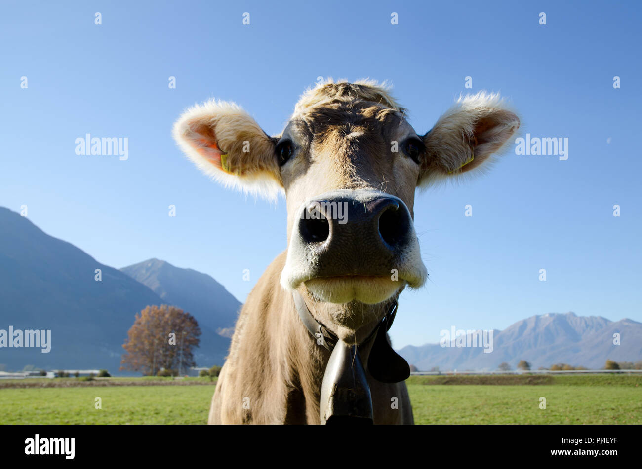 Cow with a Bell Stock Photo - Alamy