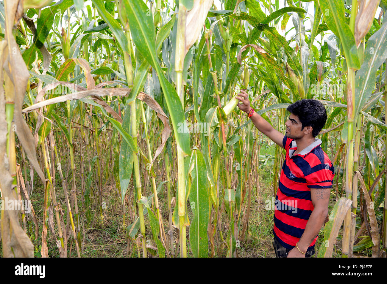 Farmer inspecting corn cobs Stock Photo - Alamy