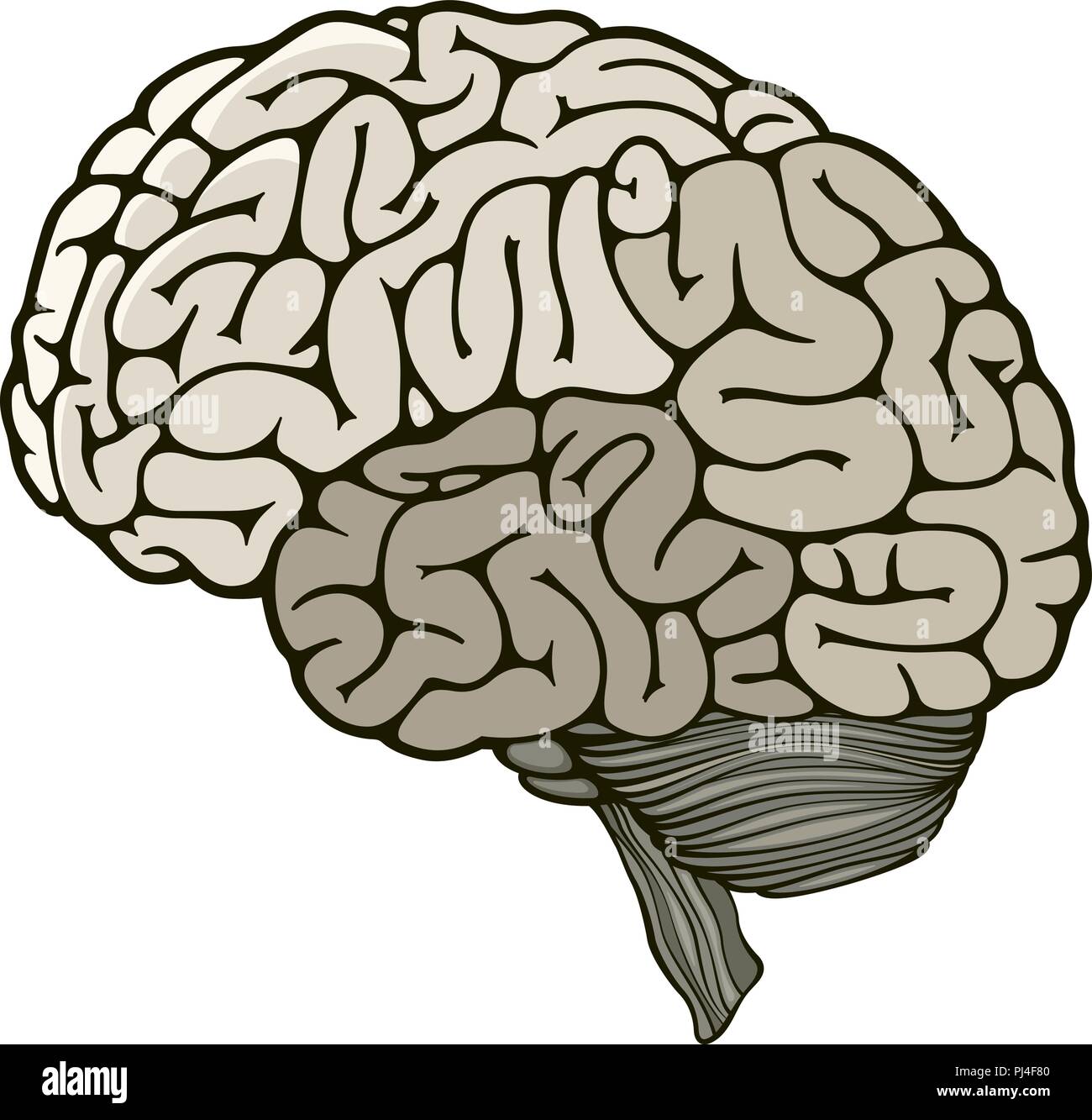 Brain function vector vectors hi-res stock photography and images - Alamy