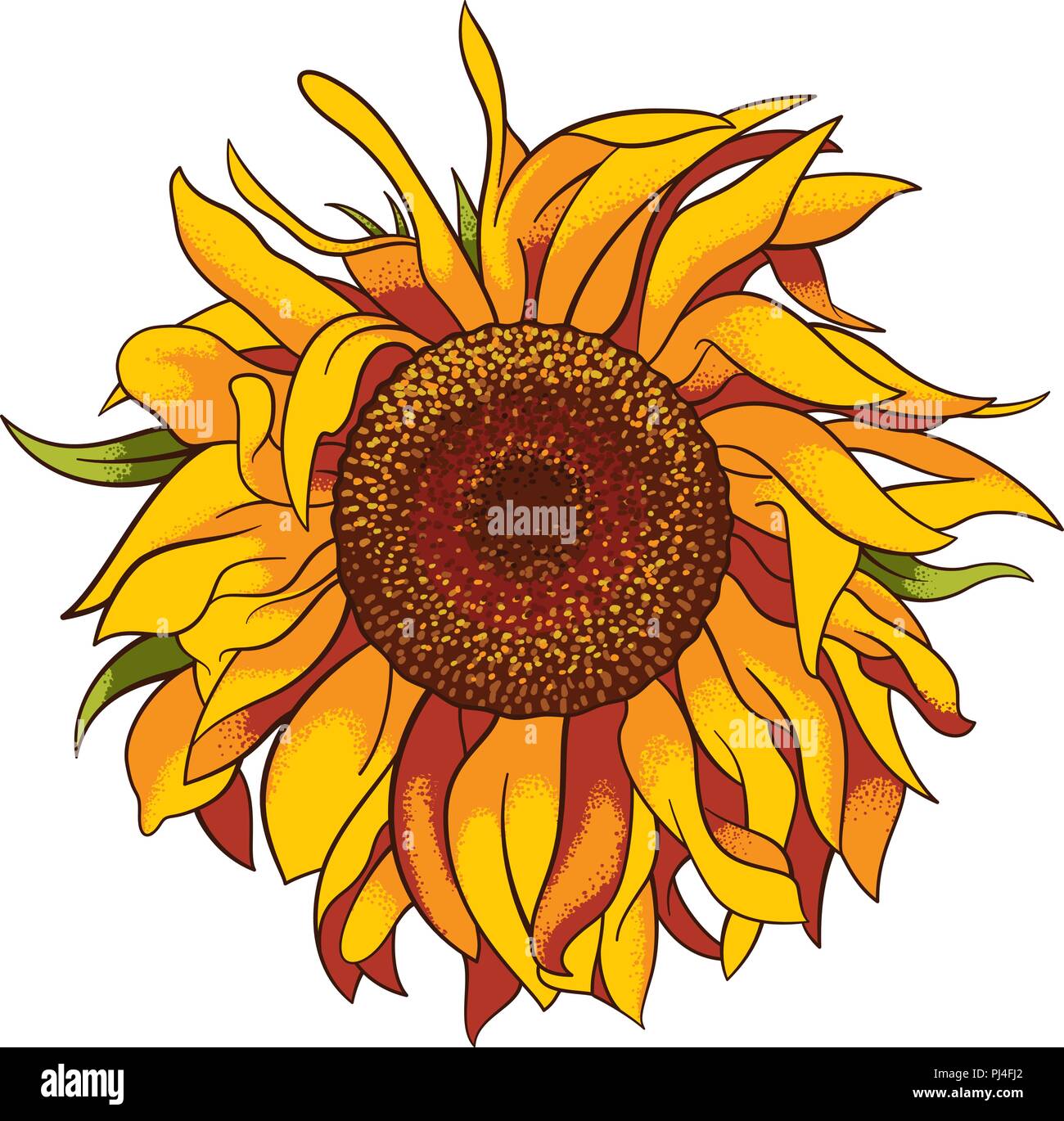 Vector illustration of Sunflower Stock Vector Image & Art - Alamy