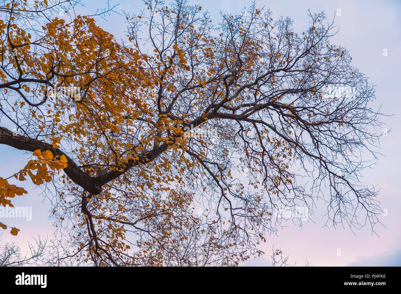 Dry leaves wind flying hi-res stock photography and images - Alamy