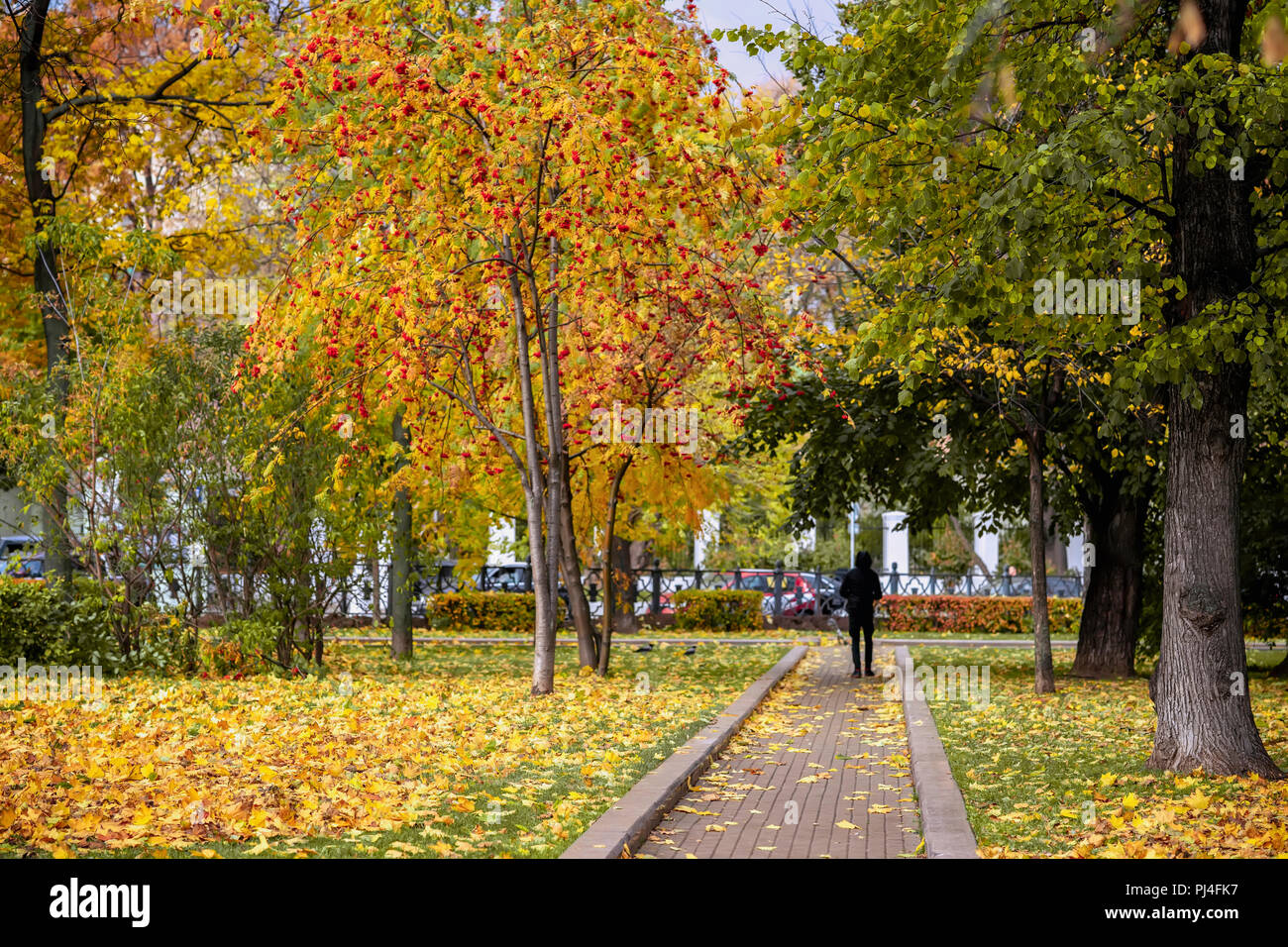 City's picturesque boulevard in the autumn, yellow trees, wild Rowan ...