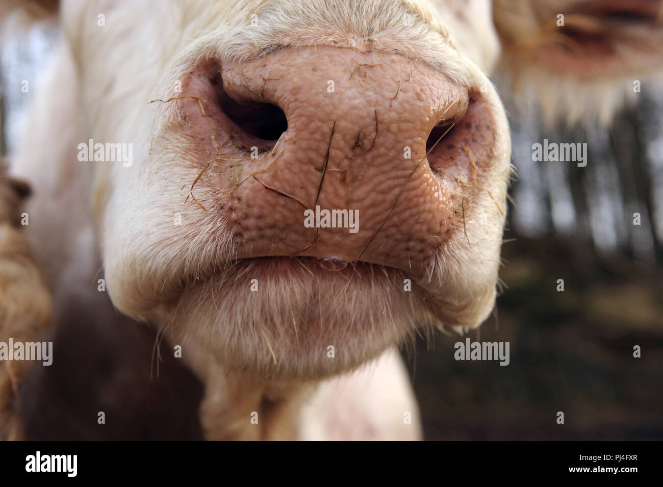 close-up of the wet nose of charolais heifer Stock Photo - Alamy