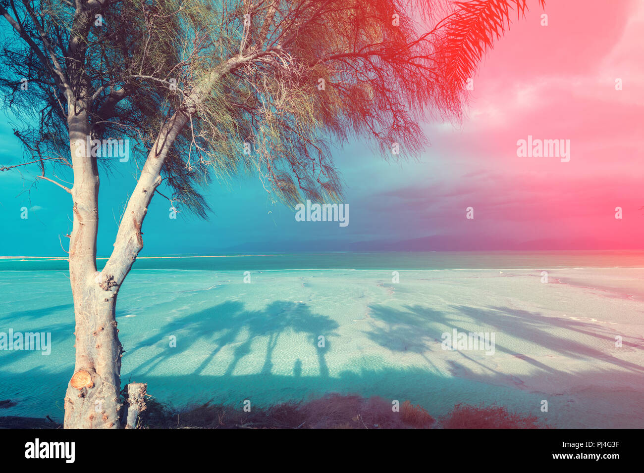 Dead sea shore. Tree on the beach. Ein Bokek, Israel Stock Photo - Alamy