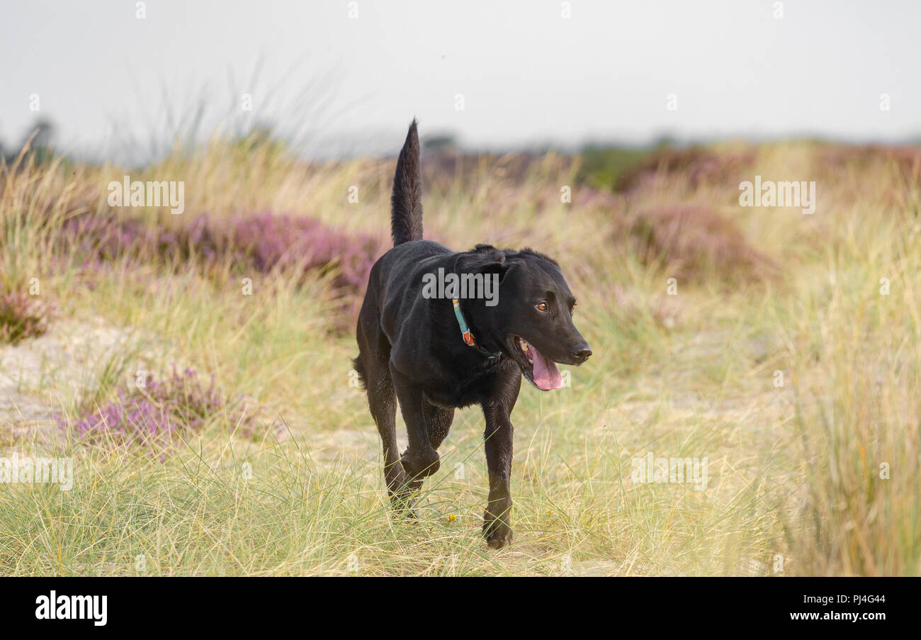 Black Labrador Dogs Stock Photo - Alamy
