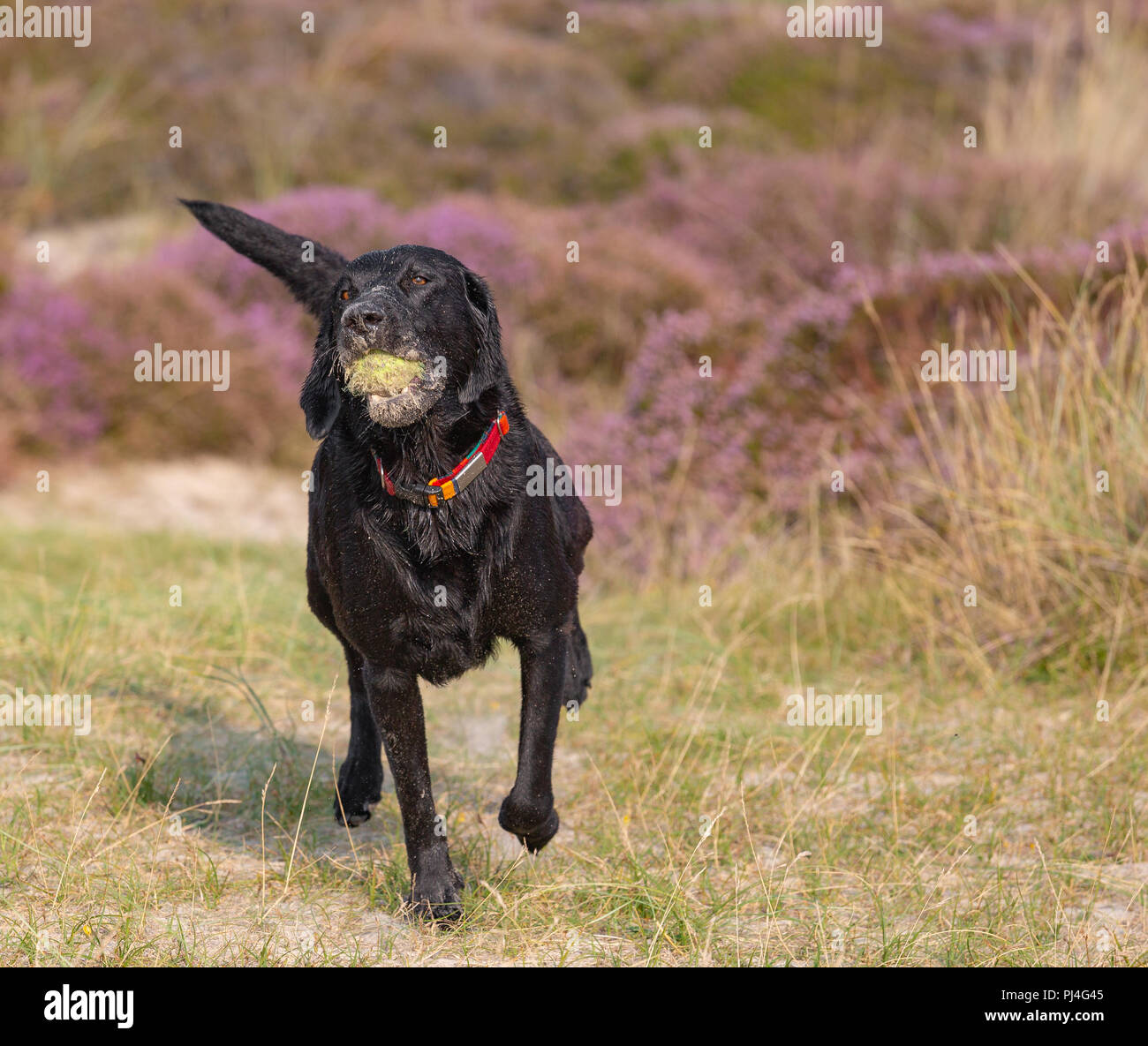 Fast running black labrador retriever hi-res stock photography and ...