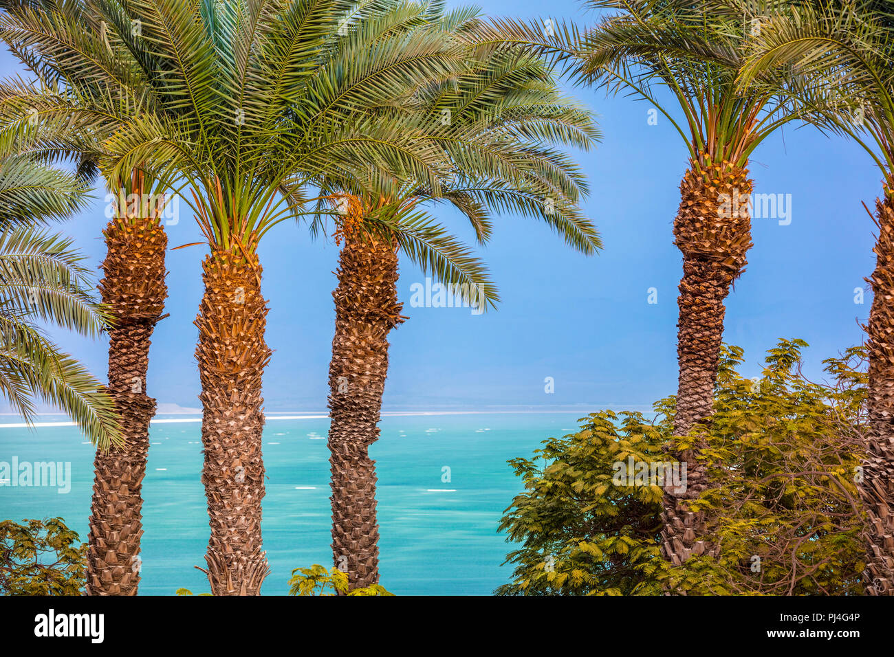 Dead Sea shore. Palm trees on the beach. Ein Bokek, Israel Stock Photo - Alamy