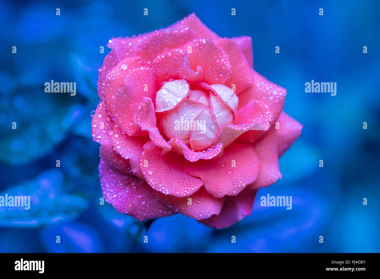 Dew drops in a flower hi-res stock photography and images - Alamy