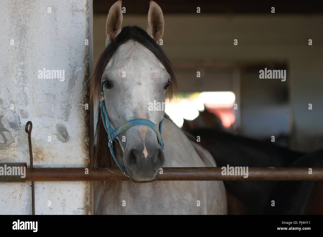 Open stable door hi-res stock photography and images - Alamy