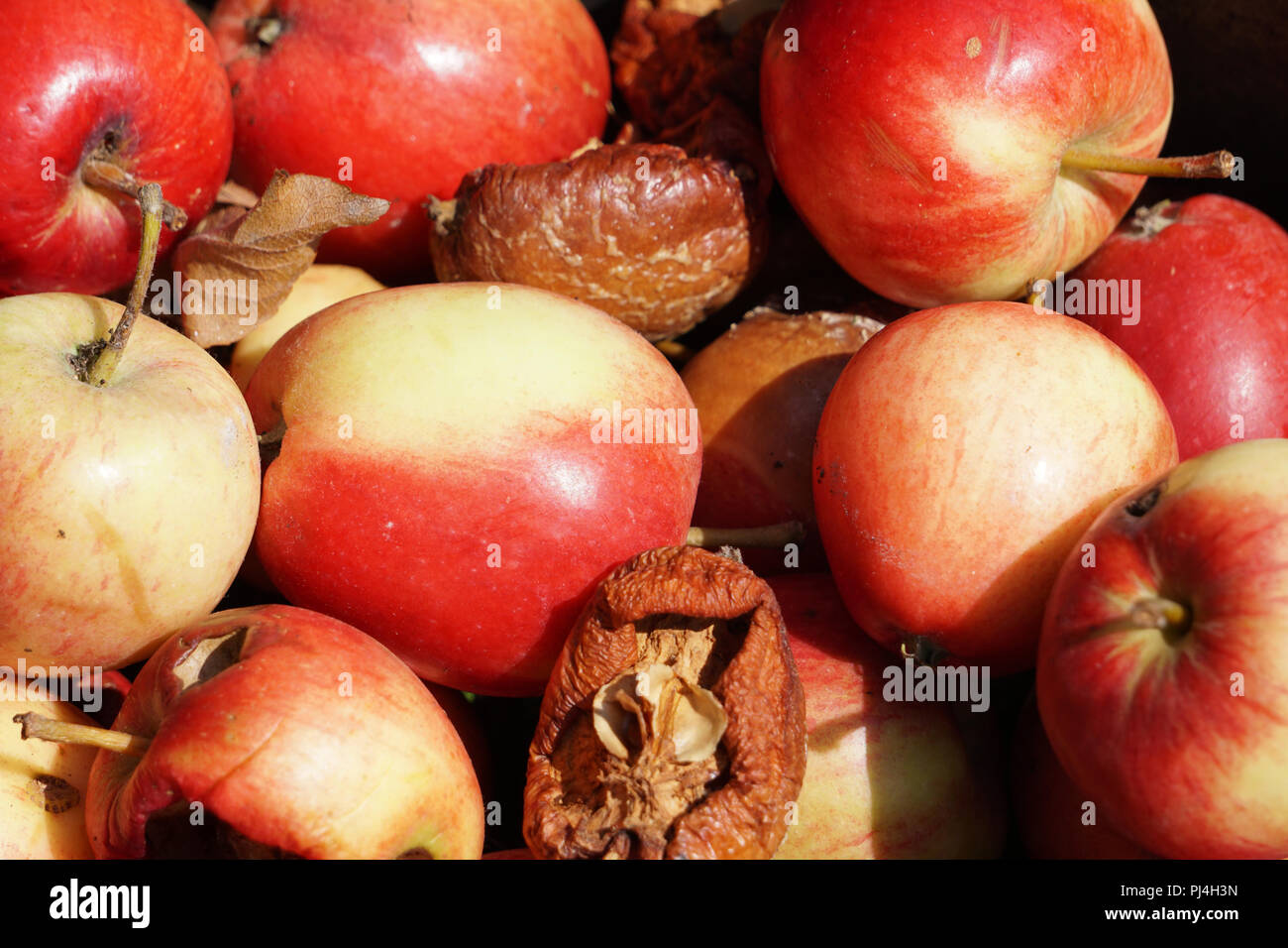 Rotten apples amongst fresh apples Stock Photo - Alamy