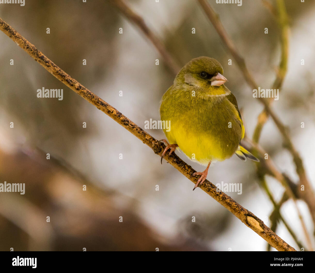 European greenfinch perched on a twig in Fife, Scotland Stock Photo - Alamy
