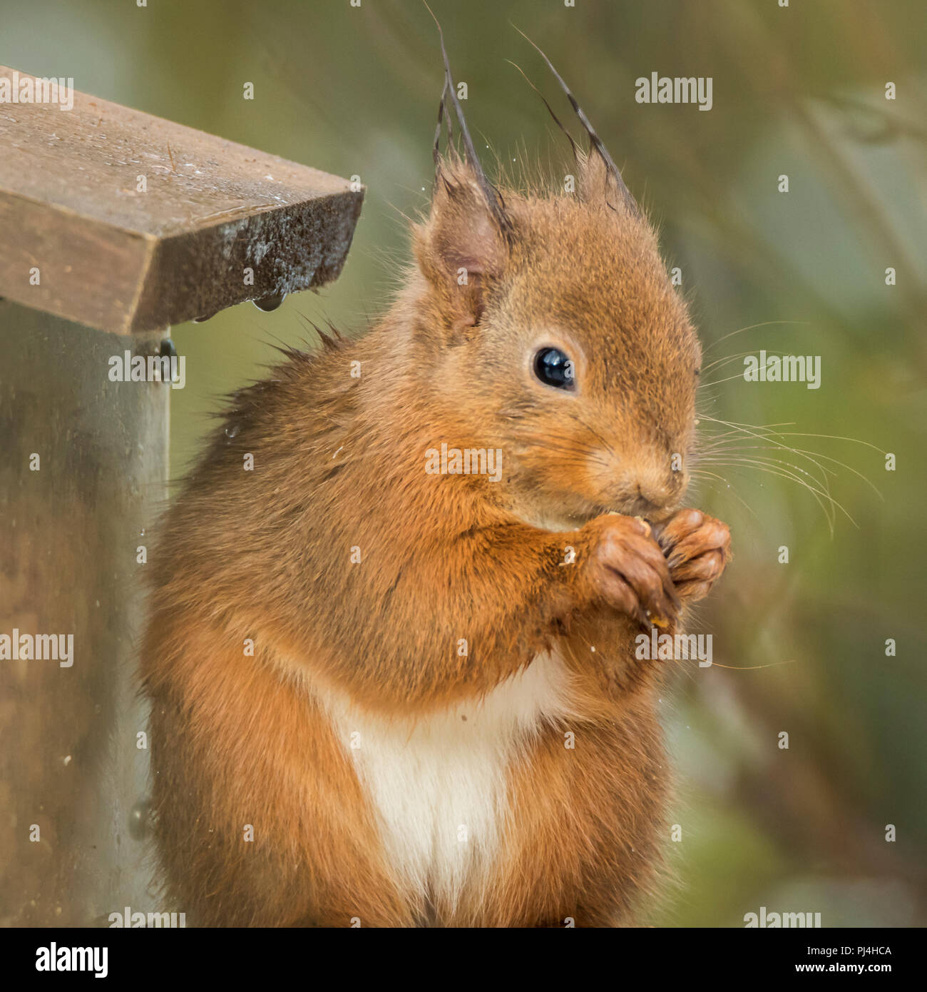 Beautiful native red squirrel hi-res stock photography and images - Alamy