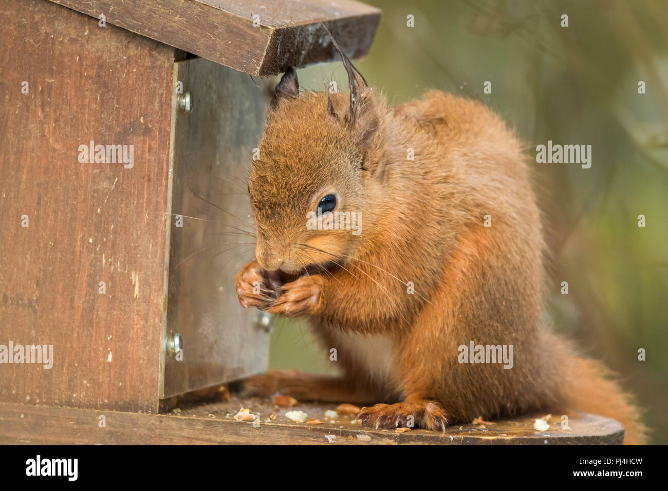 Beautiful native red squirrel hi-res stock photography and images - Alamy