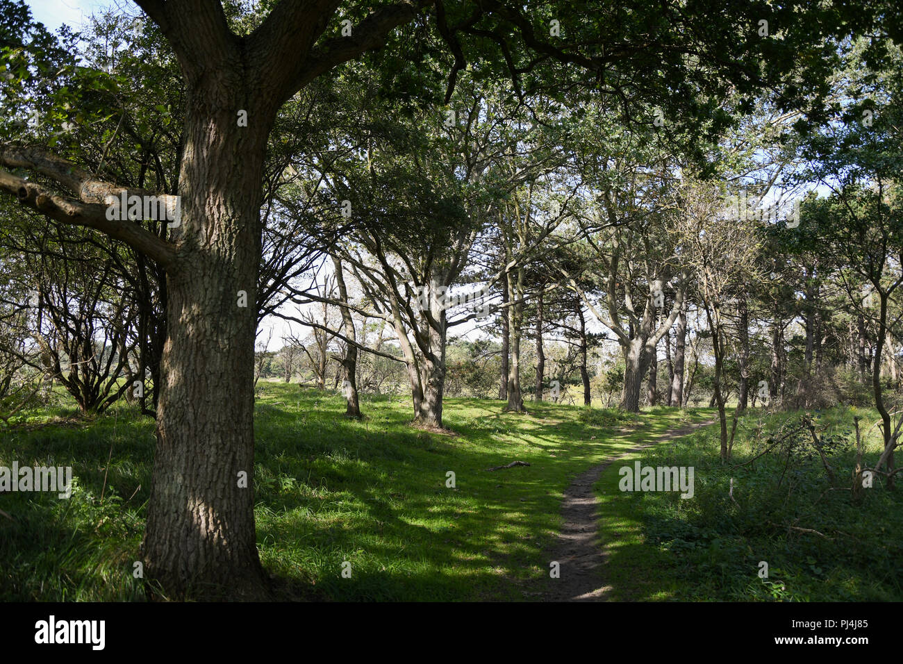 Beautiful forest pictures hi-res stock photography and images - Alamy