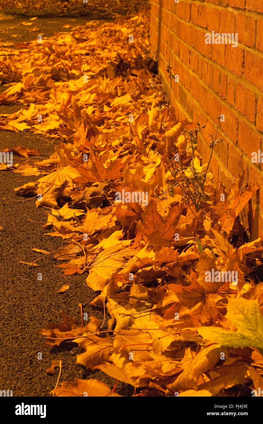 Autumn leaves at night under streetlights Stock Photo - Alamy