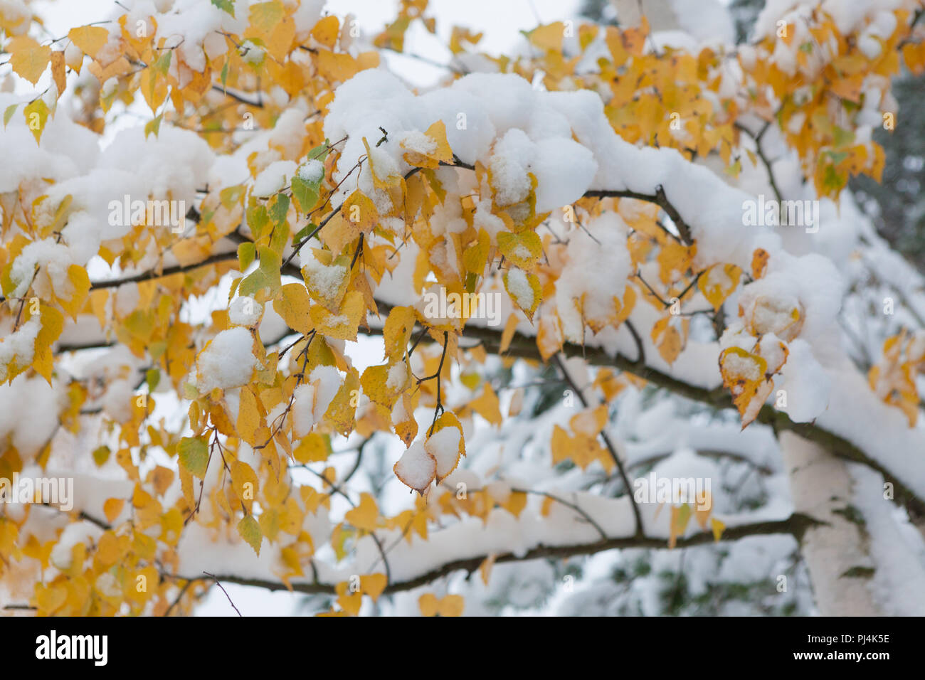 First snowfall and autumn leaves on tree Stock Photo - Alamy