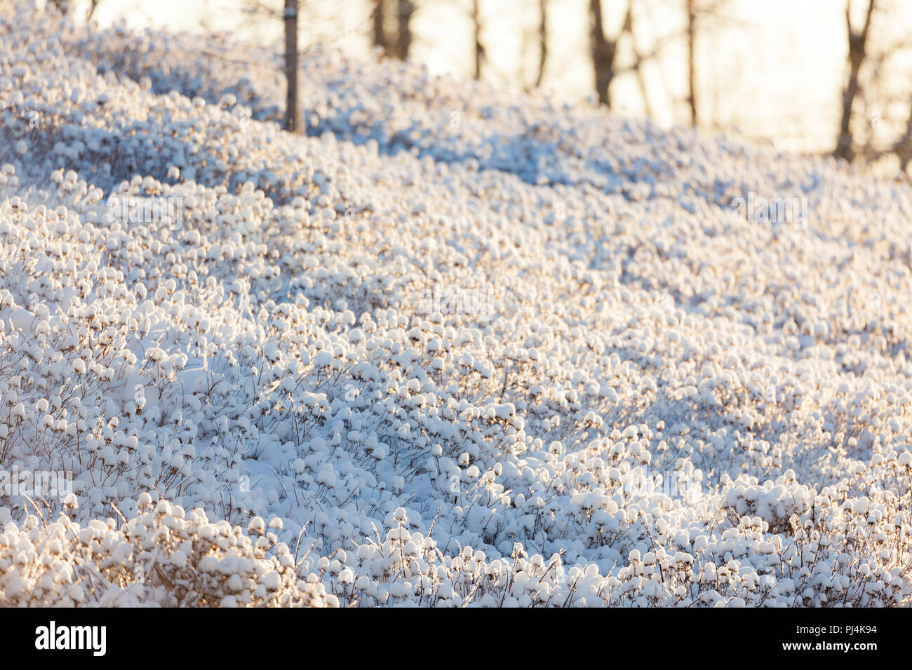 Bush covered in snow Stock Photo - Alamy