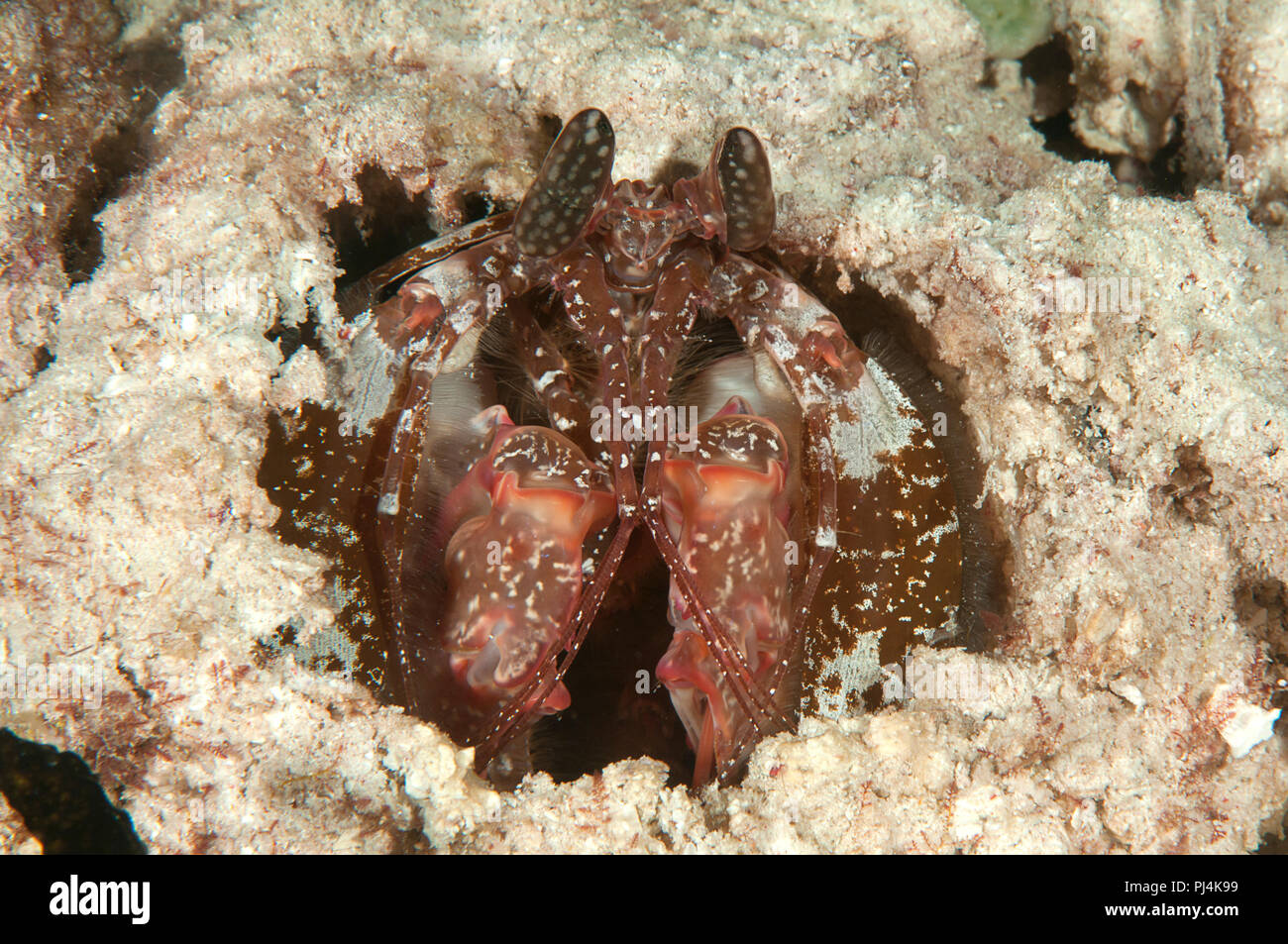Spearing mantis shrimp hi-res stock photography and images - Alamy