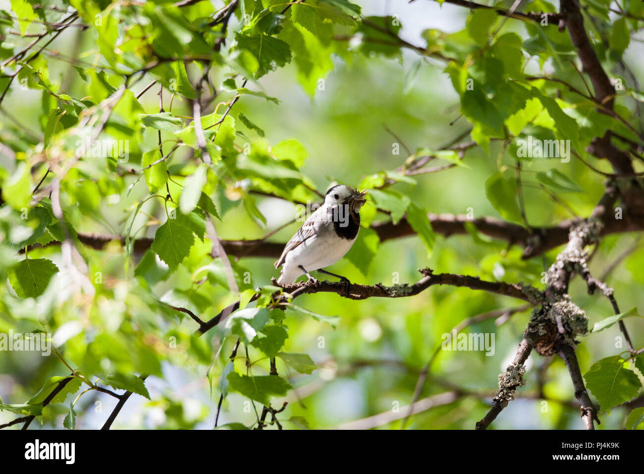 Wagtail bird in tree with insects in beak Stock Photo - Alamy