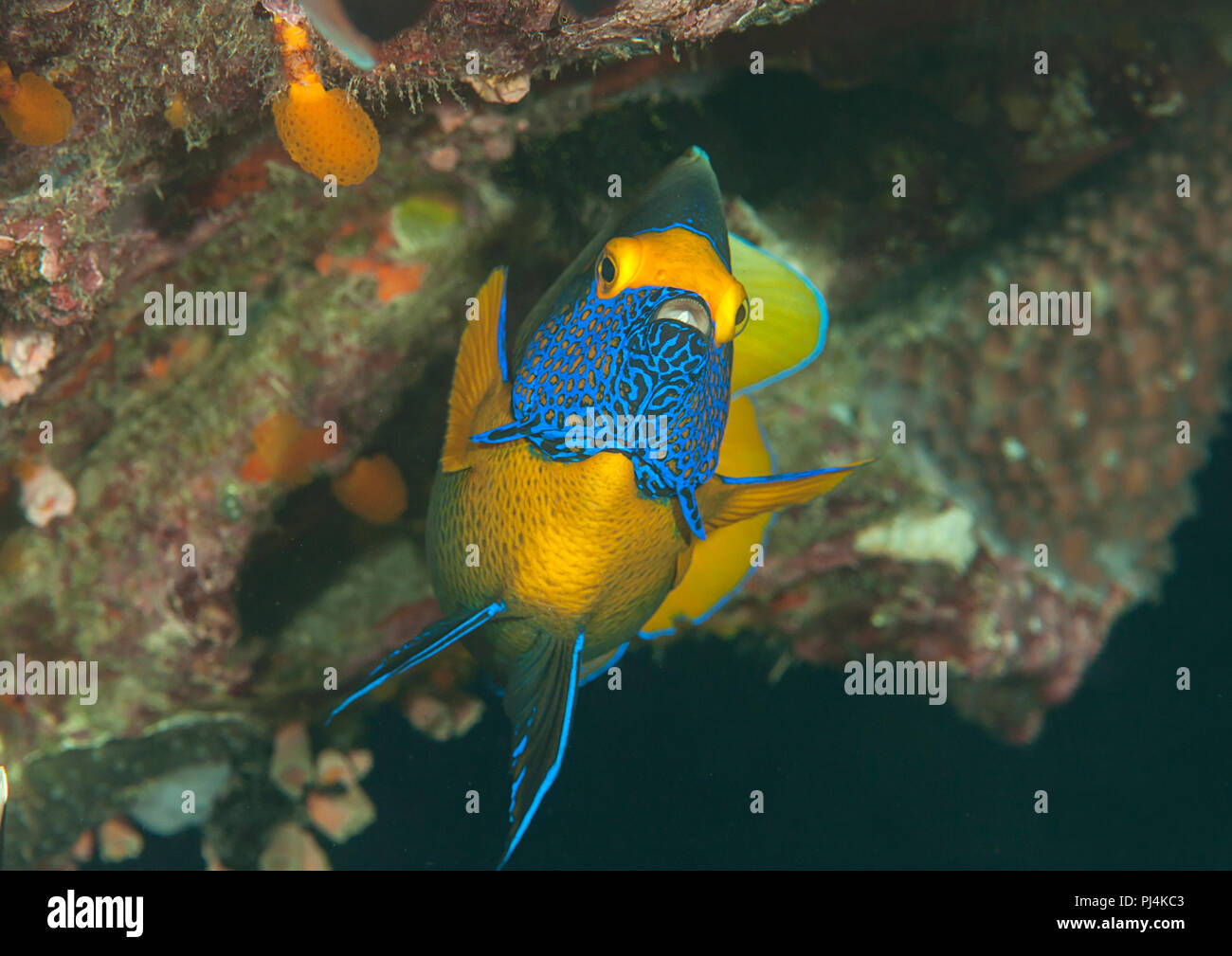 Blueface or yellowface angelfish ( Pomacanthus xanthometopon ) swimming ...