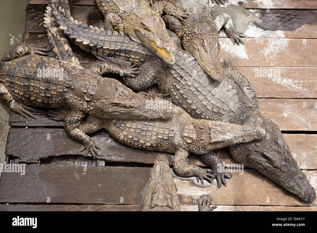 Crocodiles sleeping in the sun om wooden floor Stock Photo - Alamy