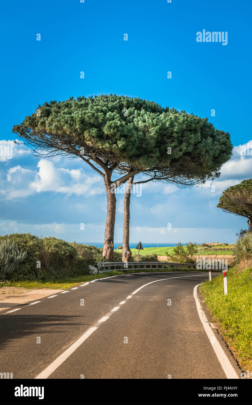 big pine trees at the road in sardinia on the italian island Stock ...