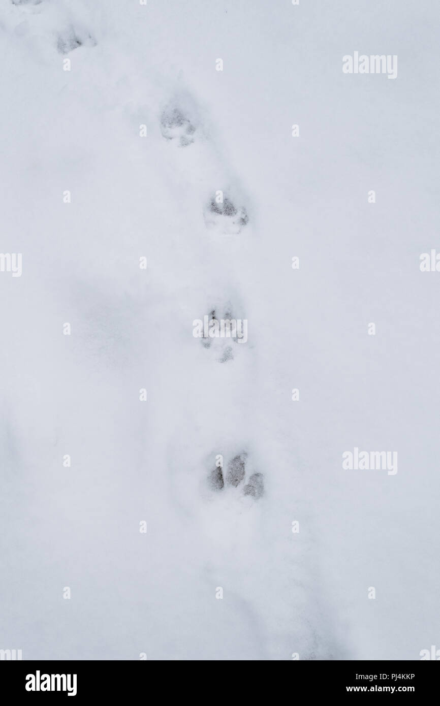 Paw prints in the snow, animal tracks Stock Photo - Alamy