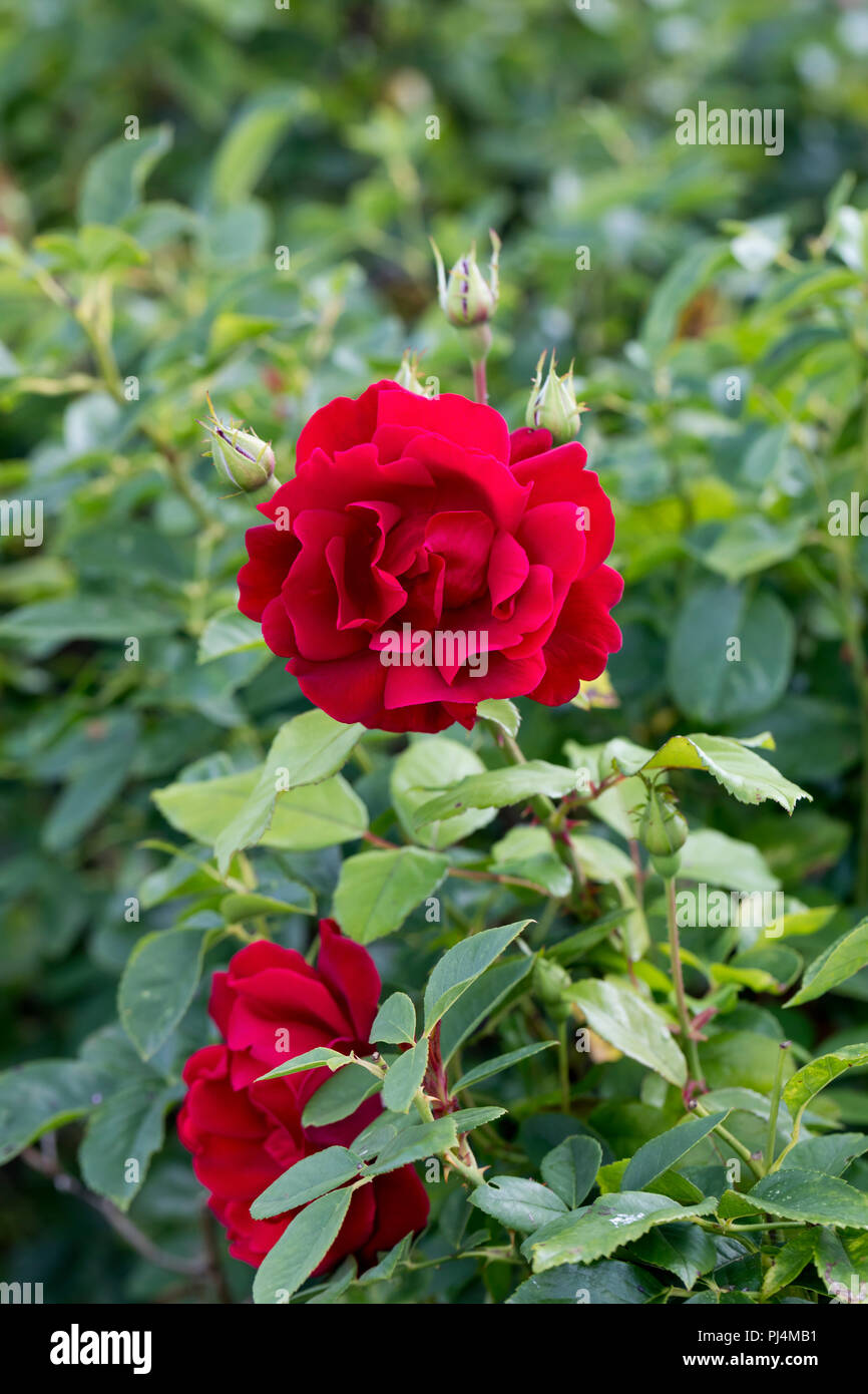 Close up of a red Floribunda Rose - Rosa Frensham flowering in an ...