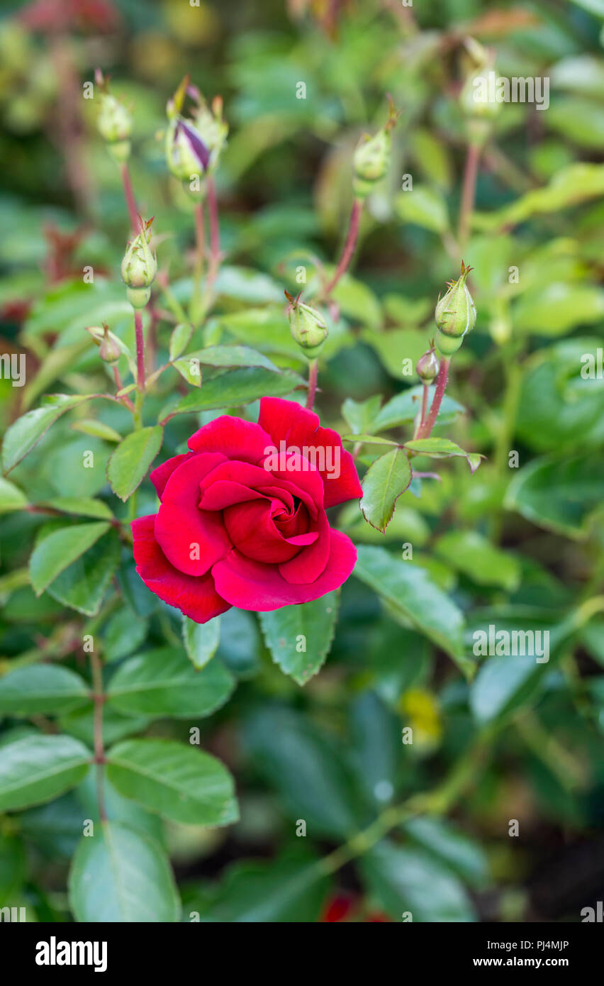 Floribunda Rose Bush Garden High Resolution Stock Photography and ...