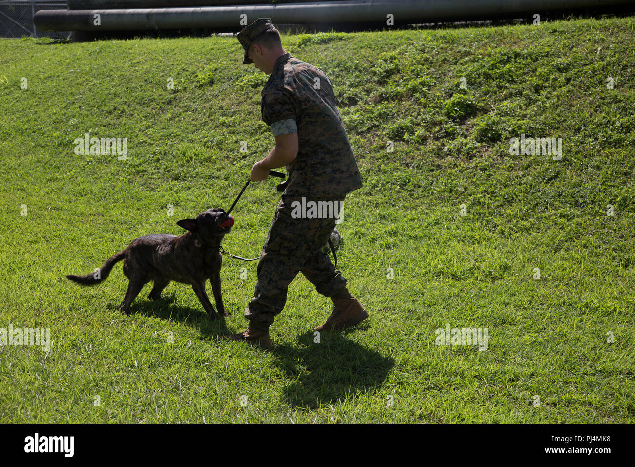 CAMP HANSEN, OKINAWA, Japan – Military working dog Shadow plays tug-of ...