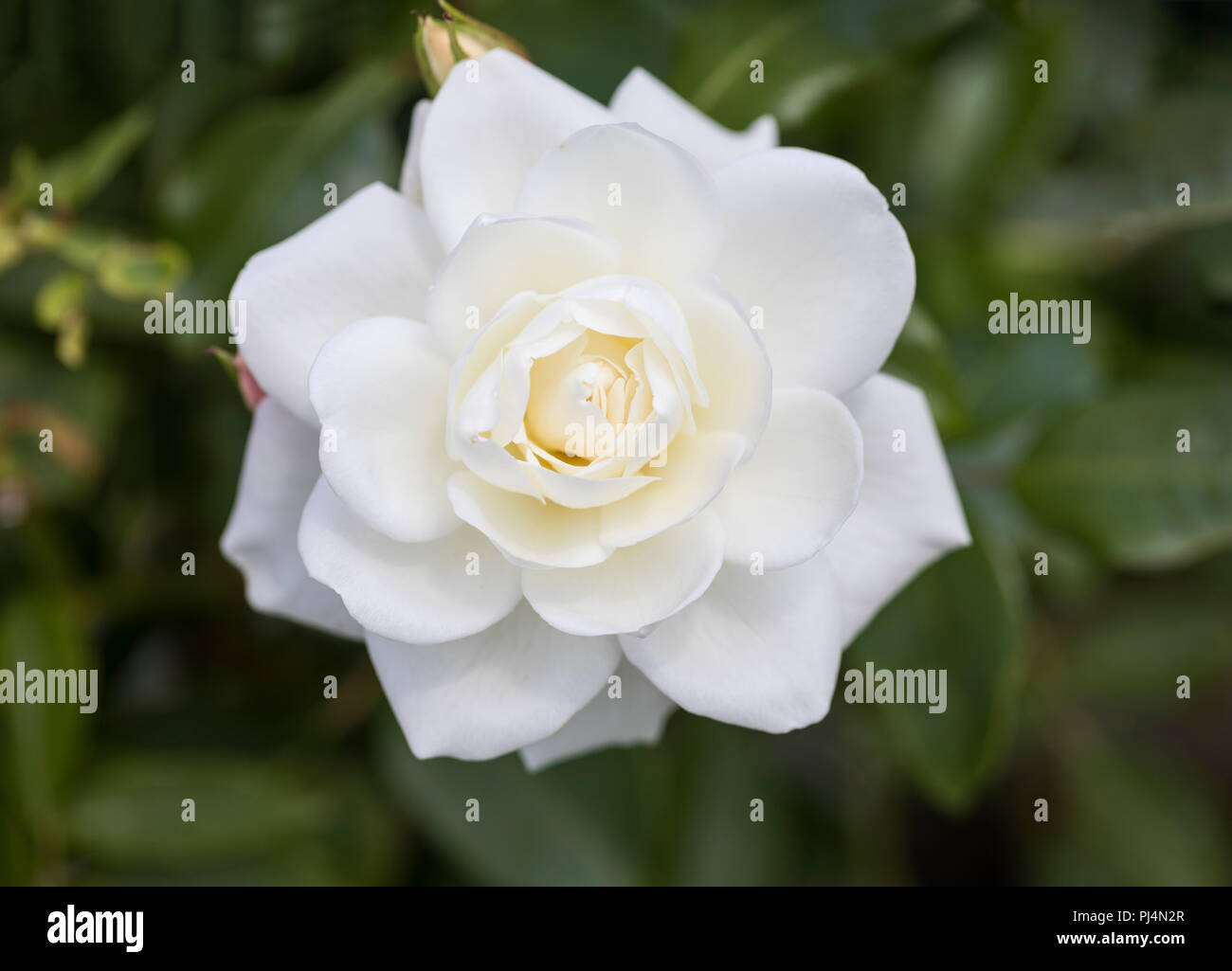 Close up of a white floribunda rose called Rosa Iceberg flowering in a ...