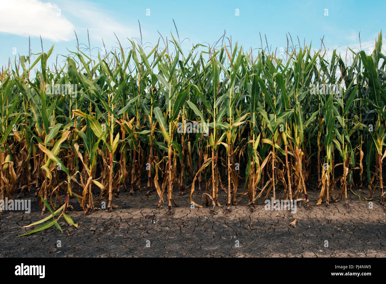 Cornfield and dry mudcracked land, drought season on farmland is ...