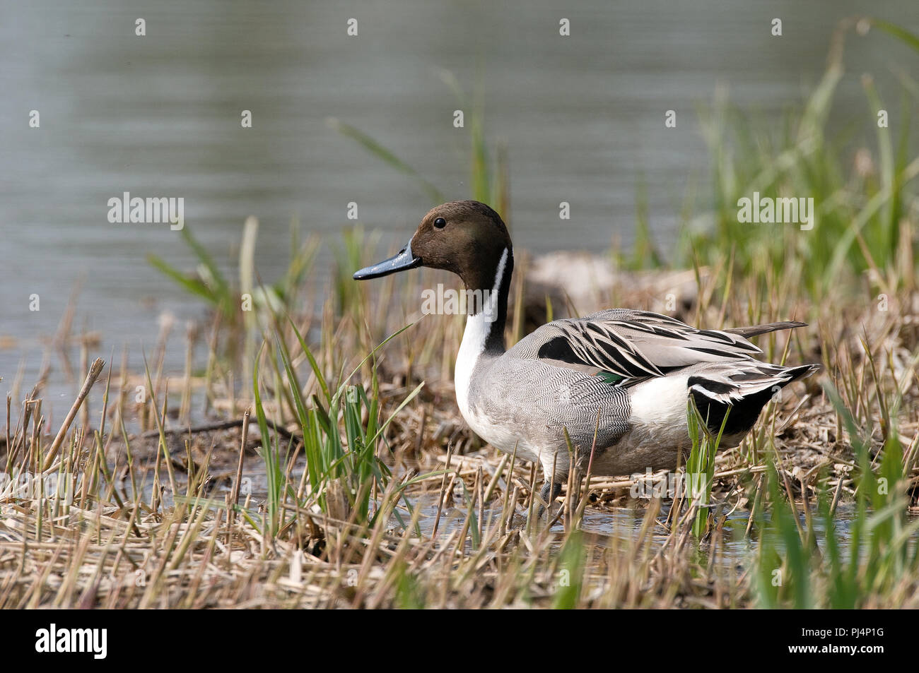 Common Pintail (Anas acuta) Canard Pilet Stock Photo - Alamy